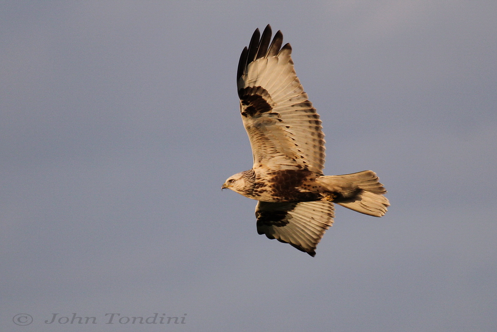 Buteo lagopus