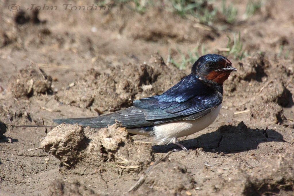 Hirundo rustica