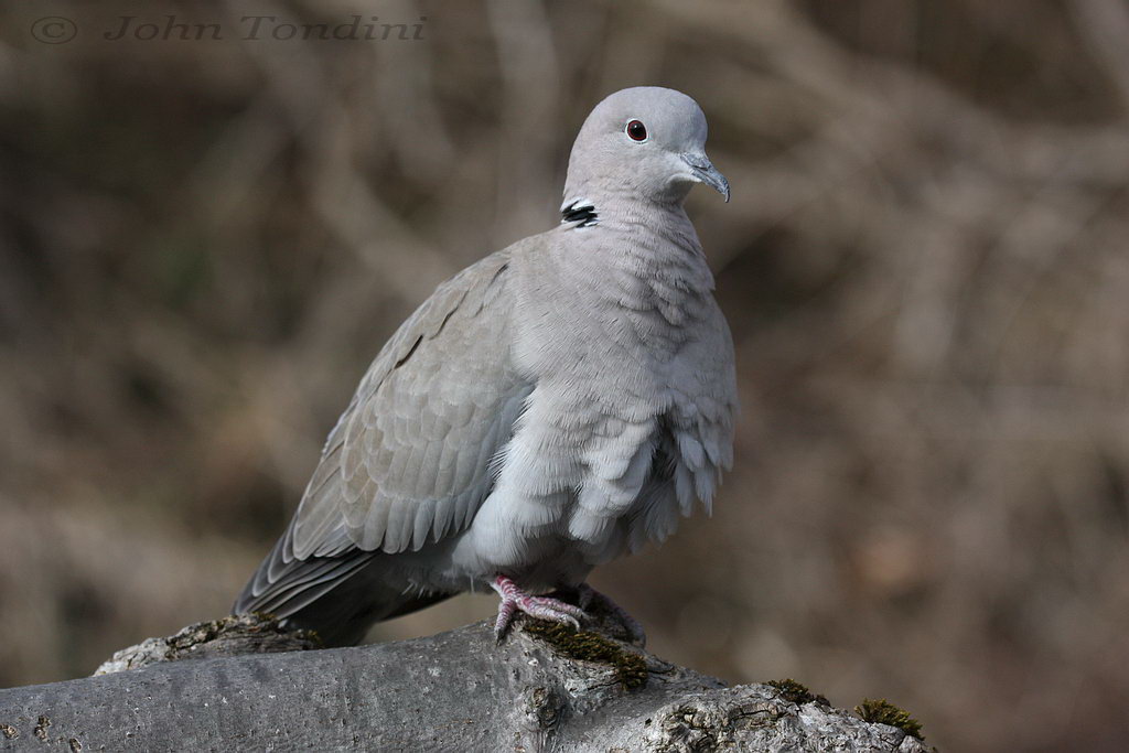 Streptopelia decaocto